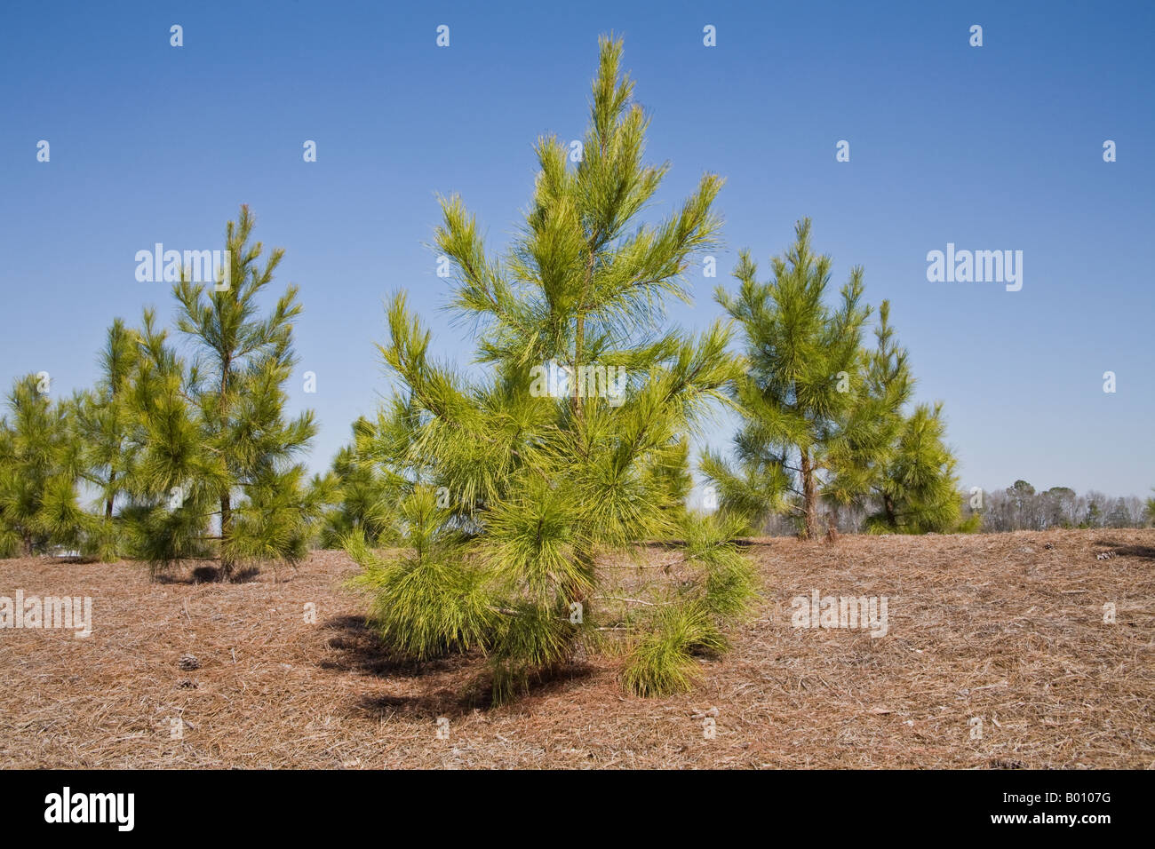 Longleaf pine trees hi-res stock photography and images - Alamy