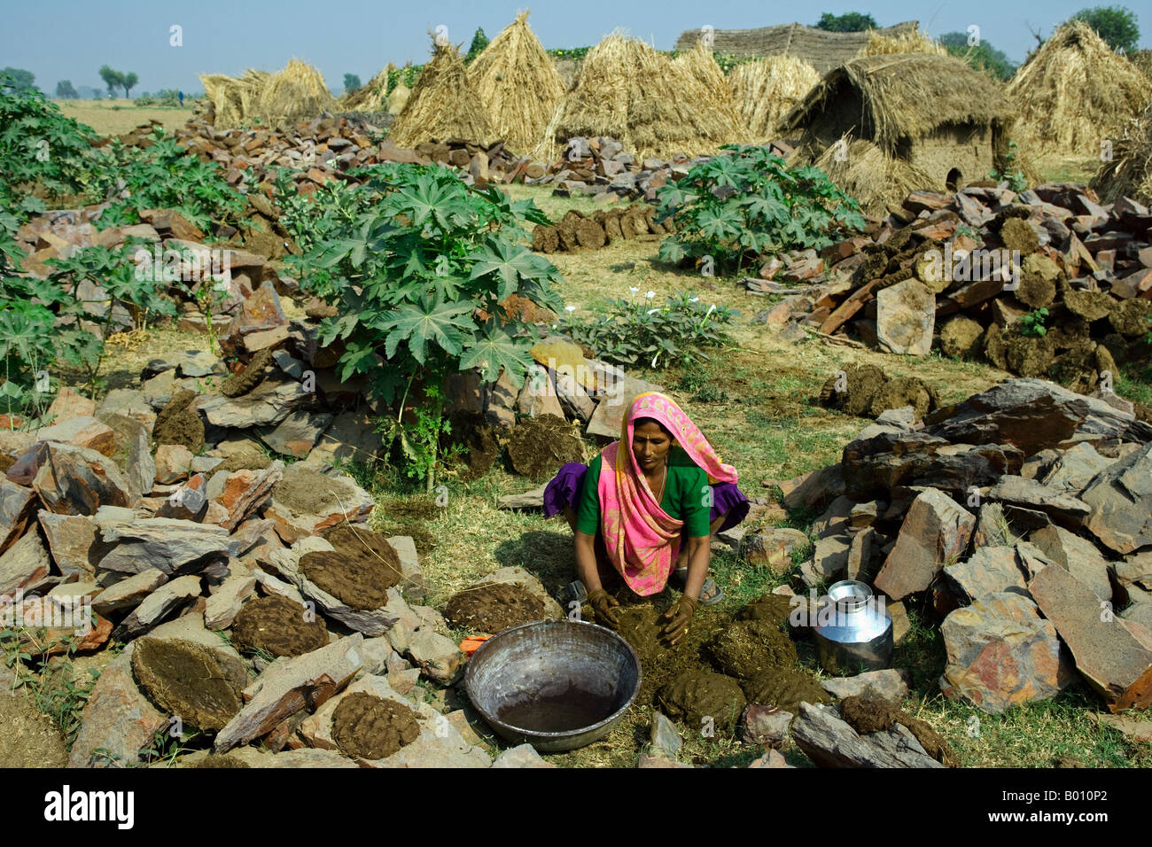 India Rajasthan Jaiselmeer A woman prepares dry dung discs out of water ...