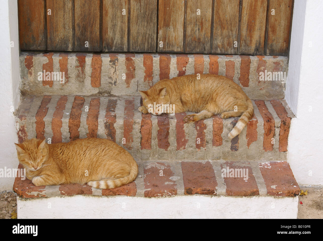 two sleeping cats Stock Photo - Alamy
