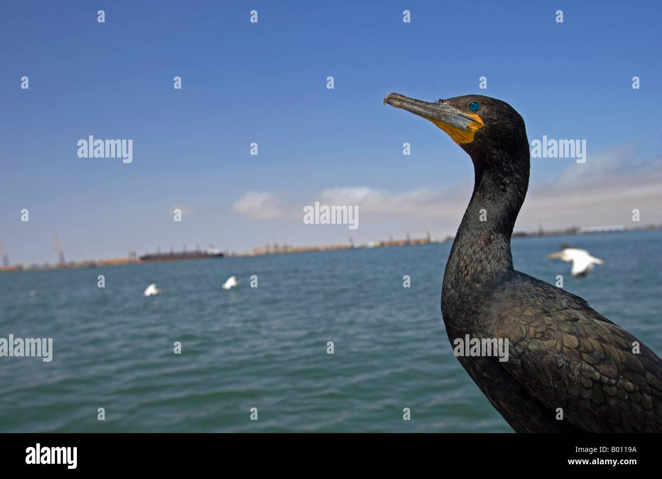 Coastal habitat rich in biodiversity hi-res stock photography and ...