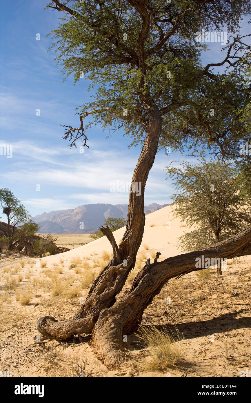 Namibia, Damaraland, Brandberg Mountain. Looking from the west at ...