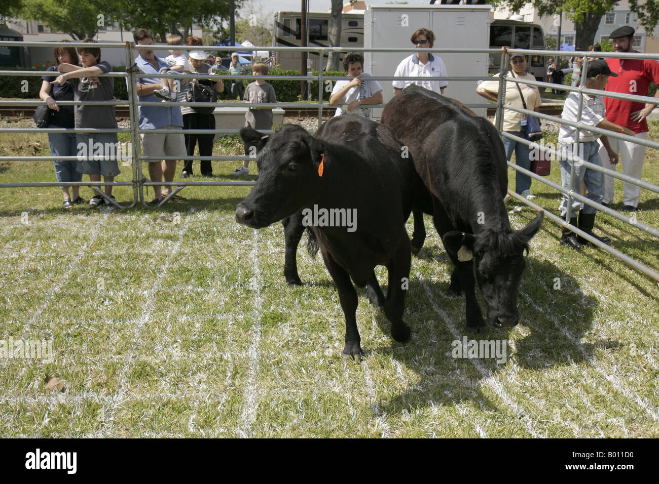 Florida Osceola County,Orlando,Kissimmee,Toho Square,Kowtown Festival ...