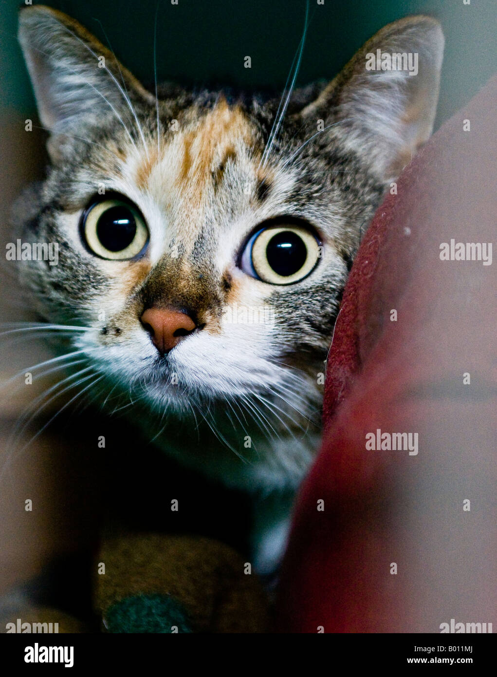 A startled cat coming out from hiding Stock Photo - Alamy