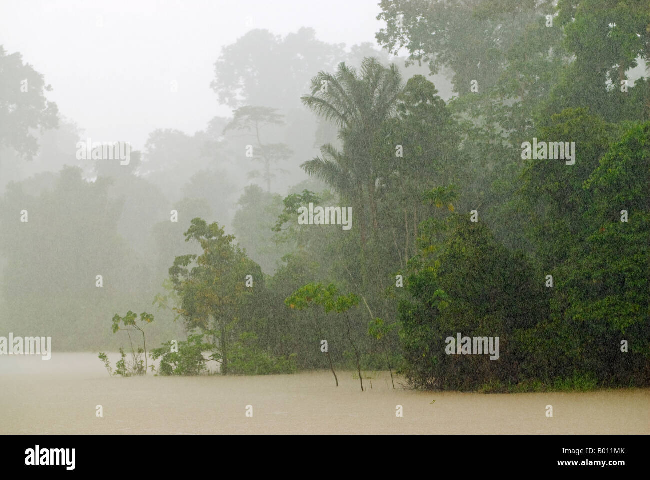 Shoreline rainforest amazonia hi-res stock photography and images - Alamy