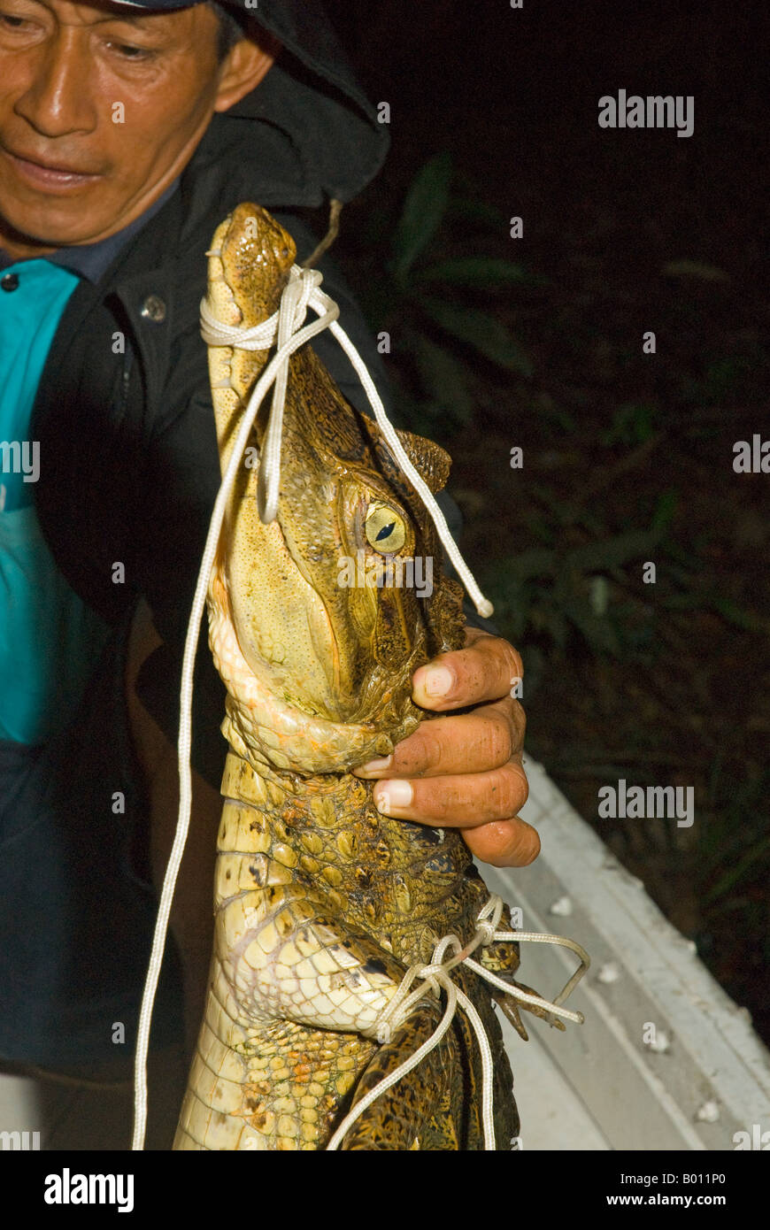 Peru, Amazon, Lago Preto Conservation Reserve. Earthwatch volunteers ...