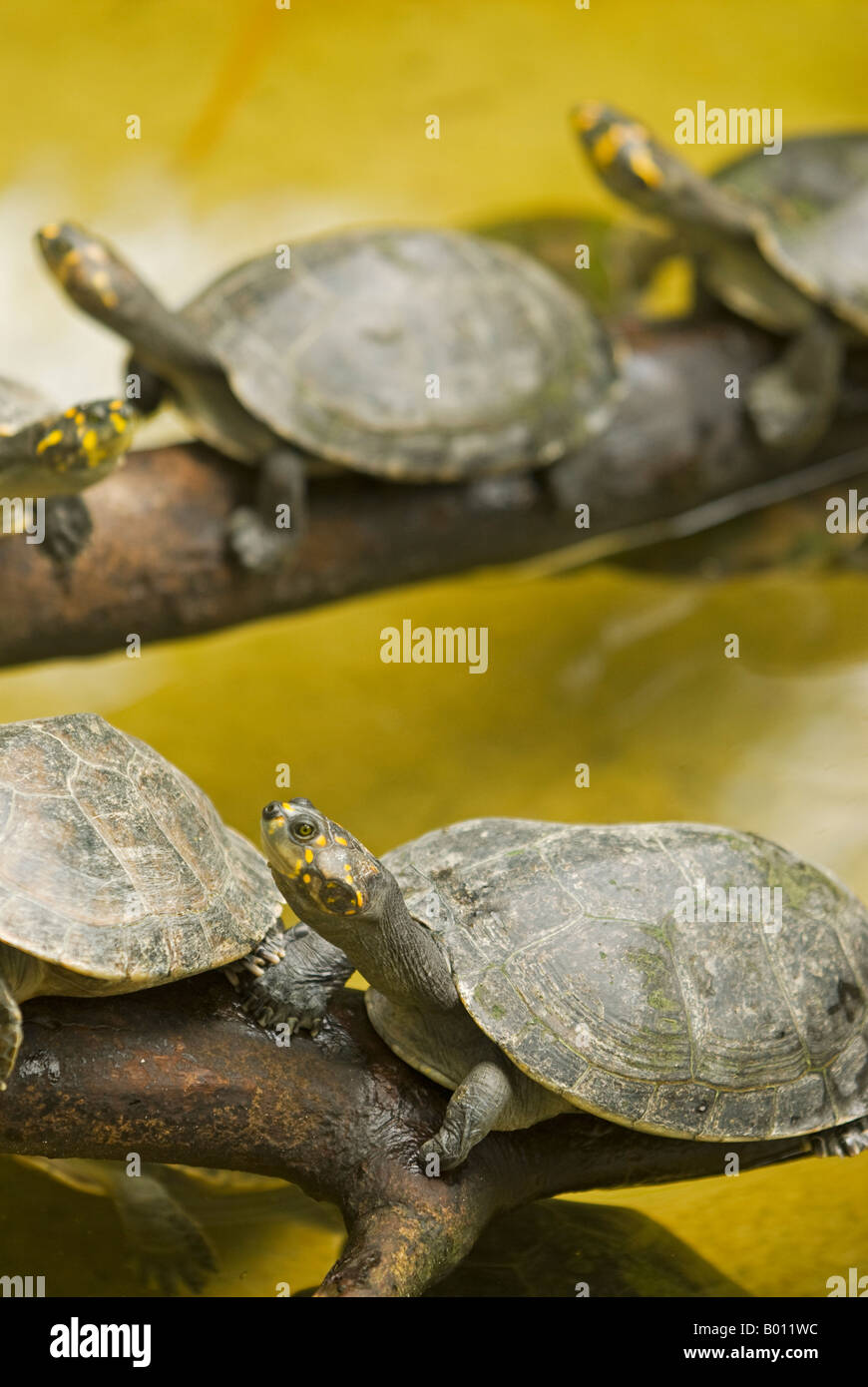 Yellow spotted amazon river turtles hi-res stock photography and images ...