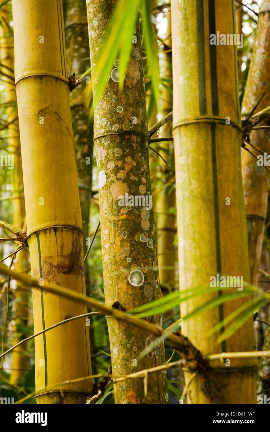 Peru, Amazon, Amazon River. A stand of Bamboo at the Zoological Park of ...