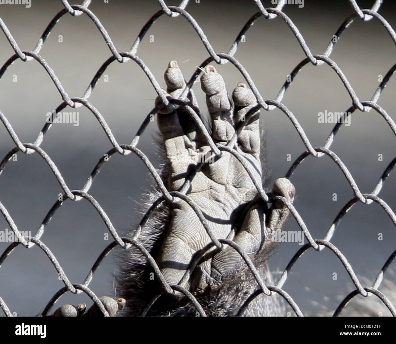 Black & white photo of monkey hand on chain link fence during daylight ...