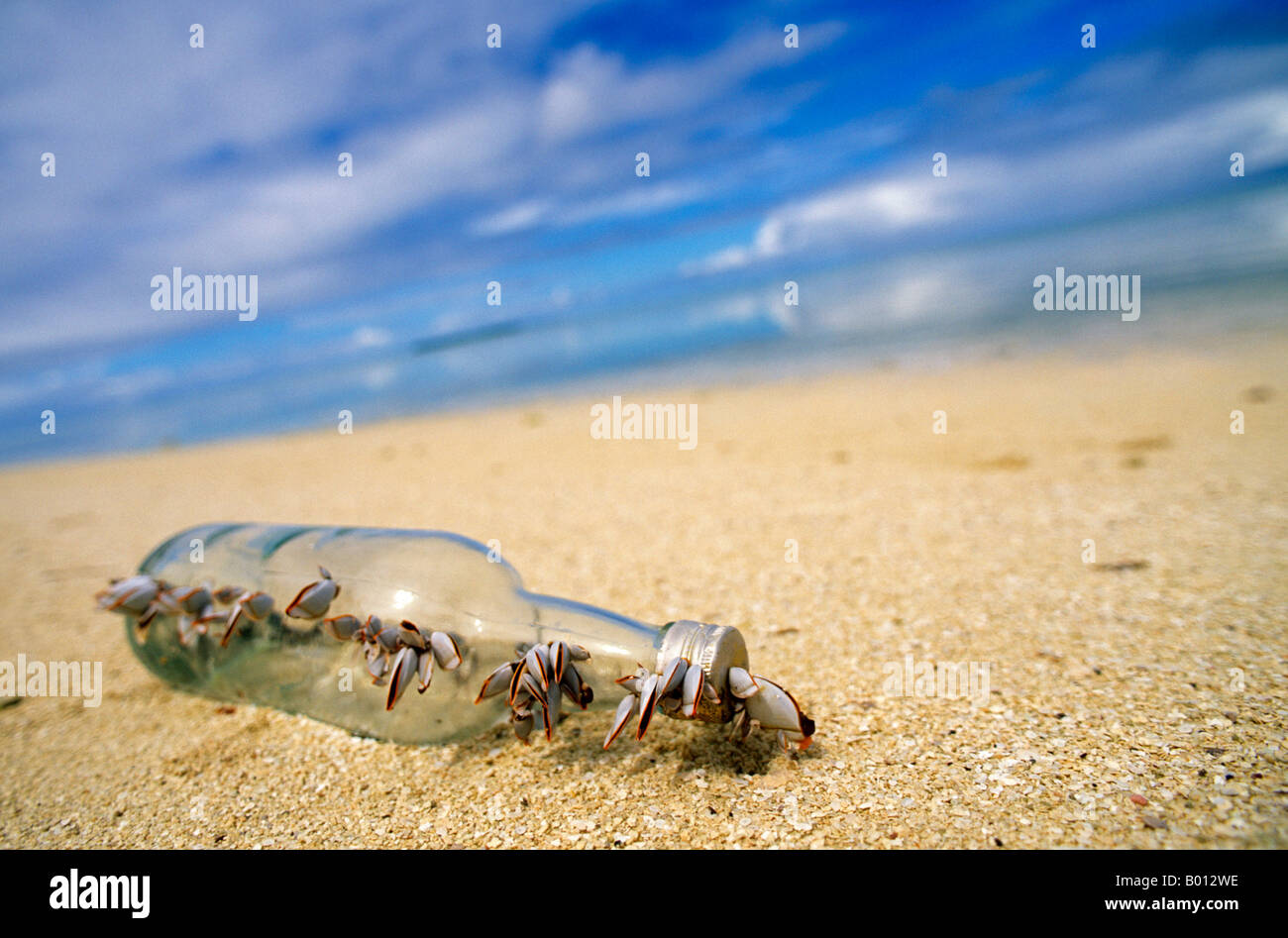Bottle with barnacles hi-res stock photography and images - Alamy