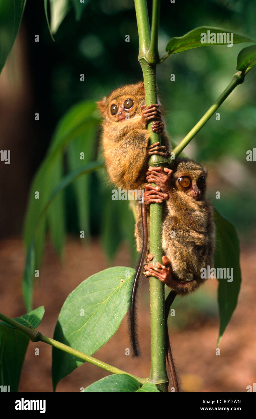 Indonesia, Sulawesi. Pygmy Tarsiers, (Tarsius pumilus) on the islands ...