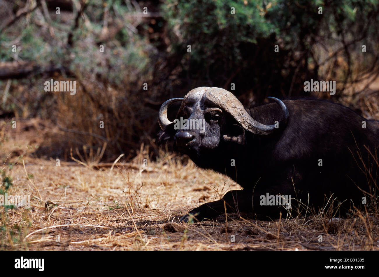 African cape buffalo rest hi-res stock photography and images - Alamy
