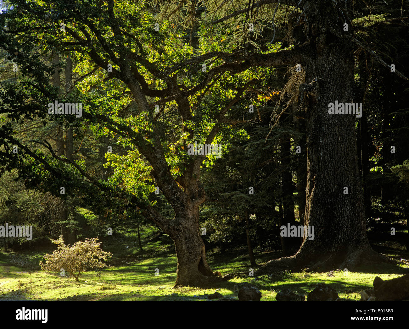 Oak quercus sp atlas cedar hi-res stock photography and images - Alamy