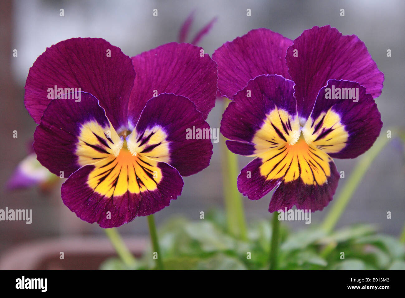 Two Violet pansy flowers blooming Viola tricolor Stock Photo - Alamy