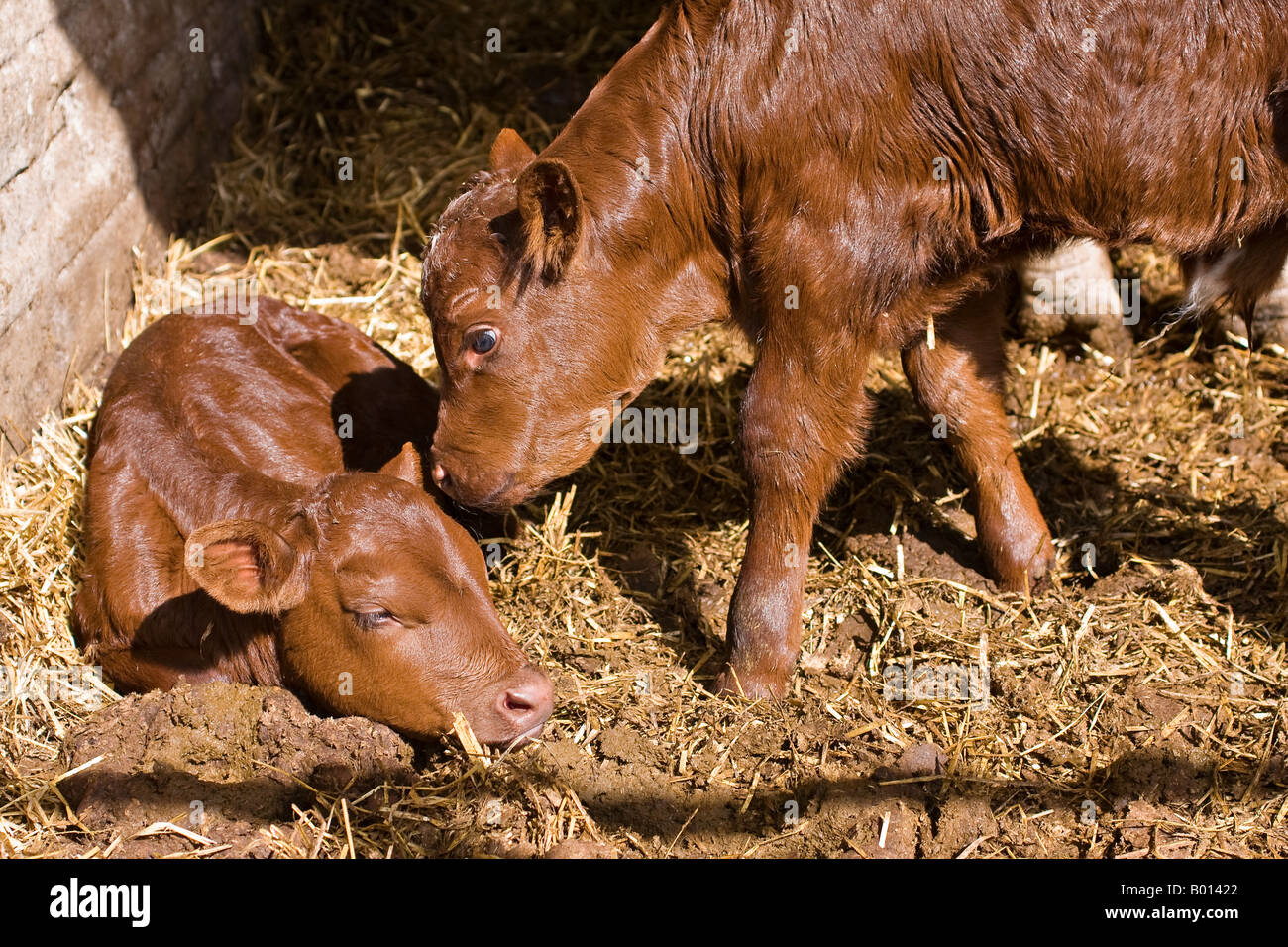 Pair of newborn Sussex calves Stock Photo - Alamy