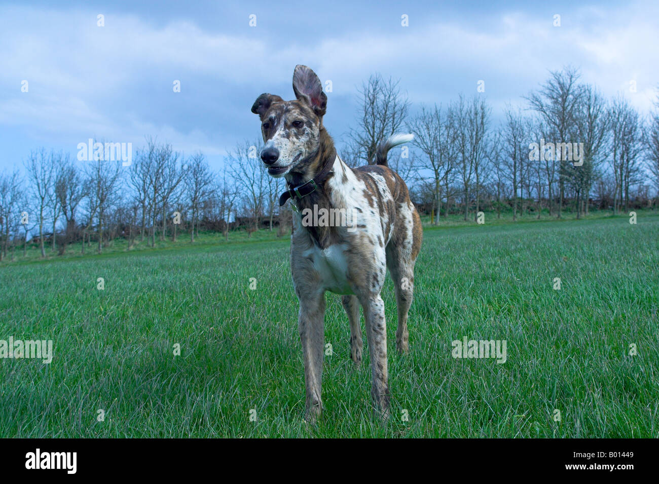 Red Merle Lurcher. UK Stock Photo - Alamy