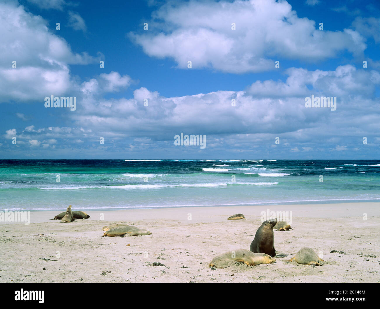 Australian Sea Lion Neophoca cinerea rookery breeding ground in Seal ...