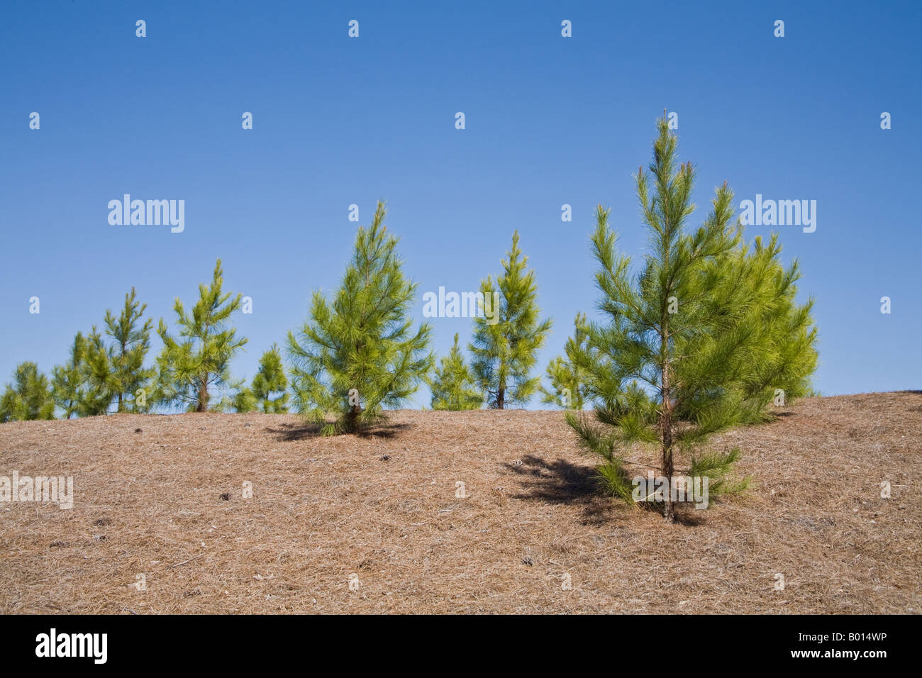 Longleaf pine trees hi-res stock photography and images - Alamy