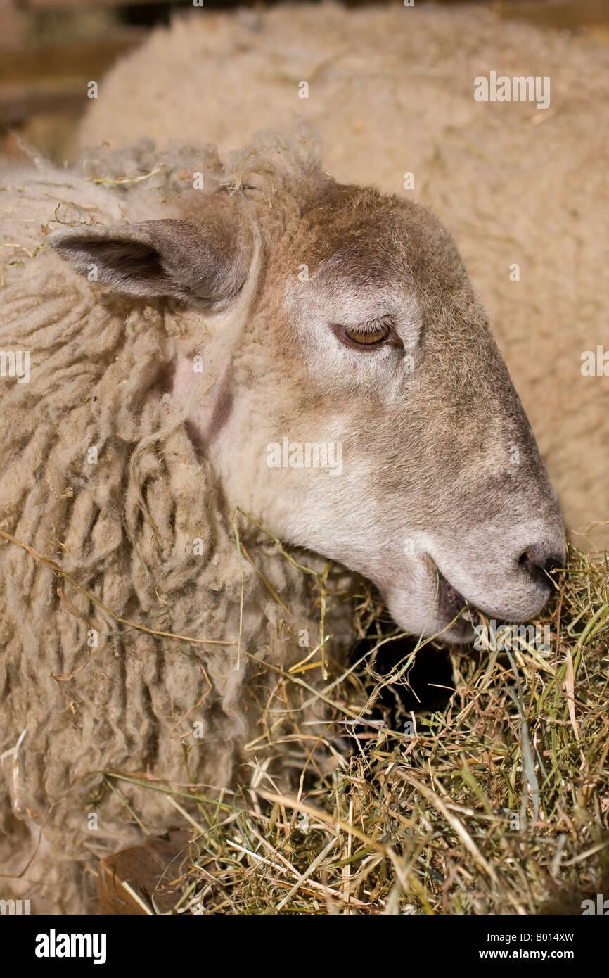 Welsh halfbred sheep hi-res stock photography and images - Alamy
