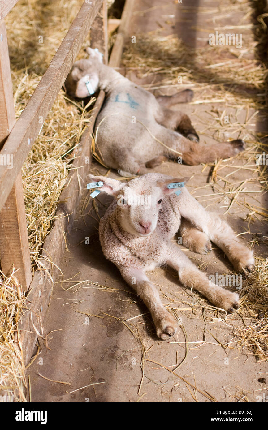 Welsh Halfbred newborn lambs resting in lambing shed Stock Photo - Alamy
