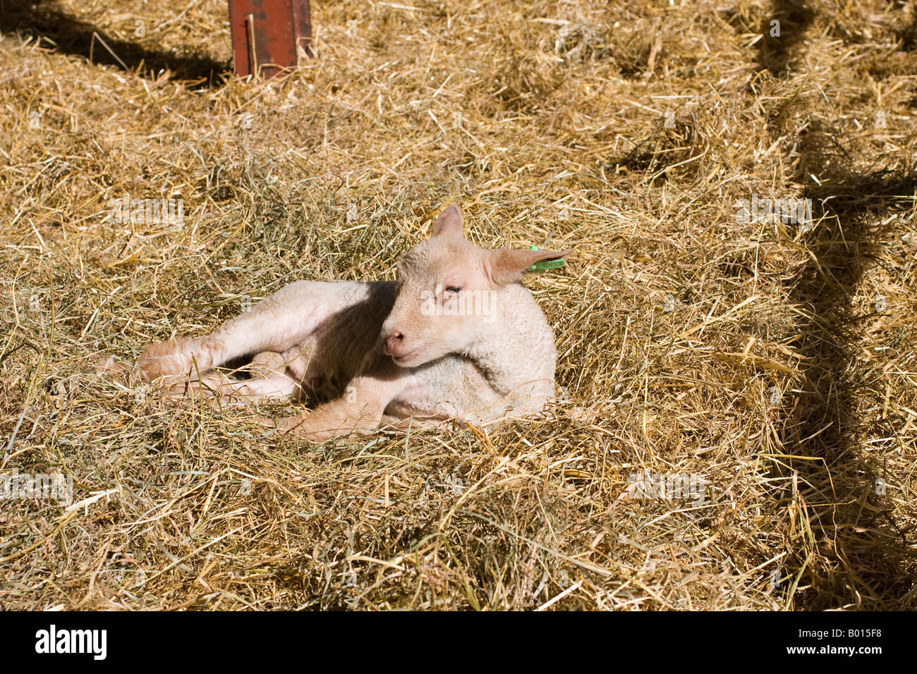 Lamb on the cross hi-res stock photography and images - Alamy