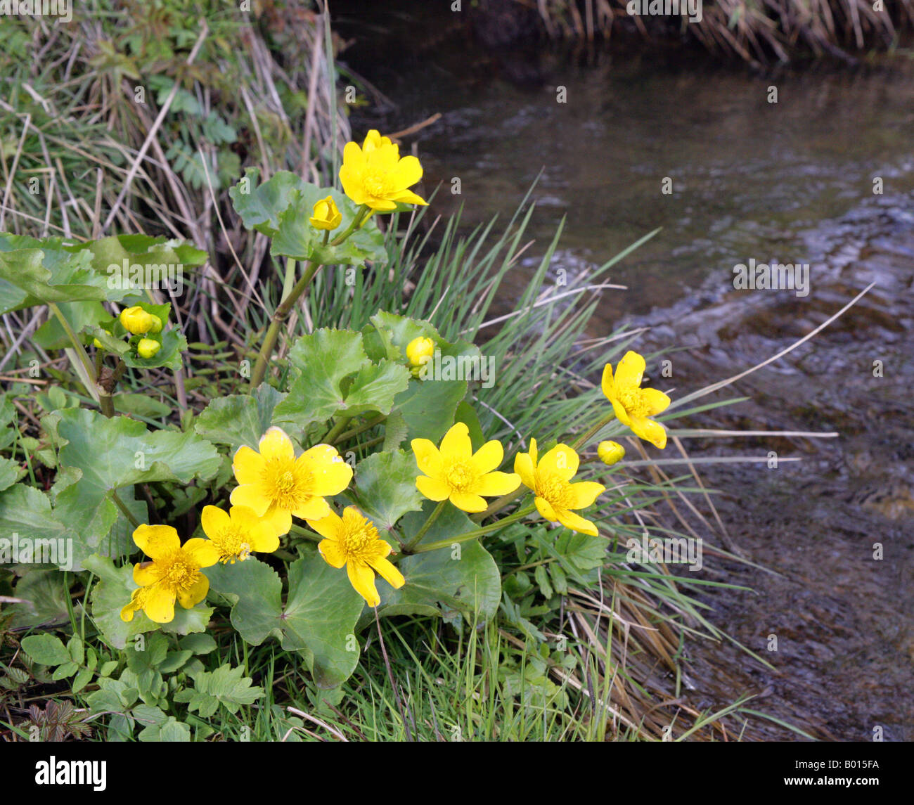 Marsh marigold scotland hi-res stock photography and images - Alamy