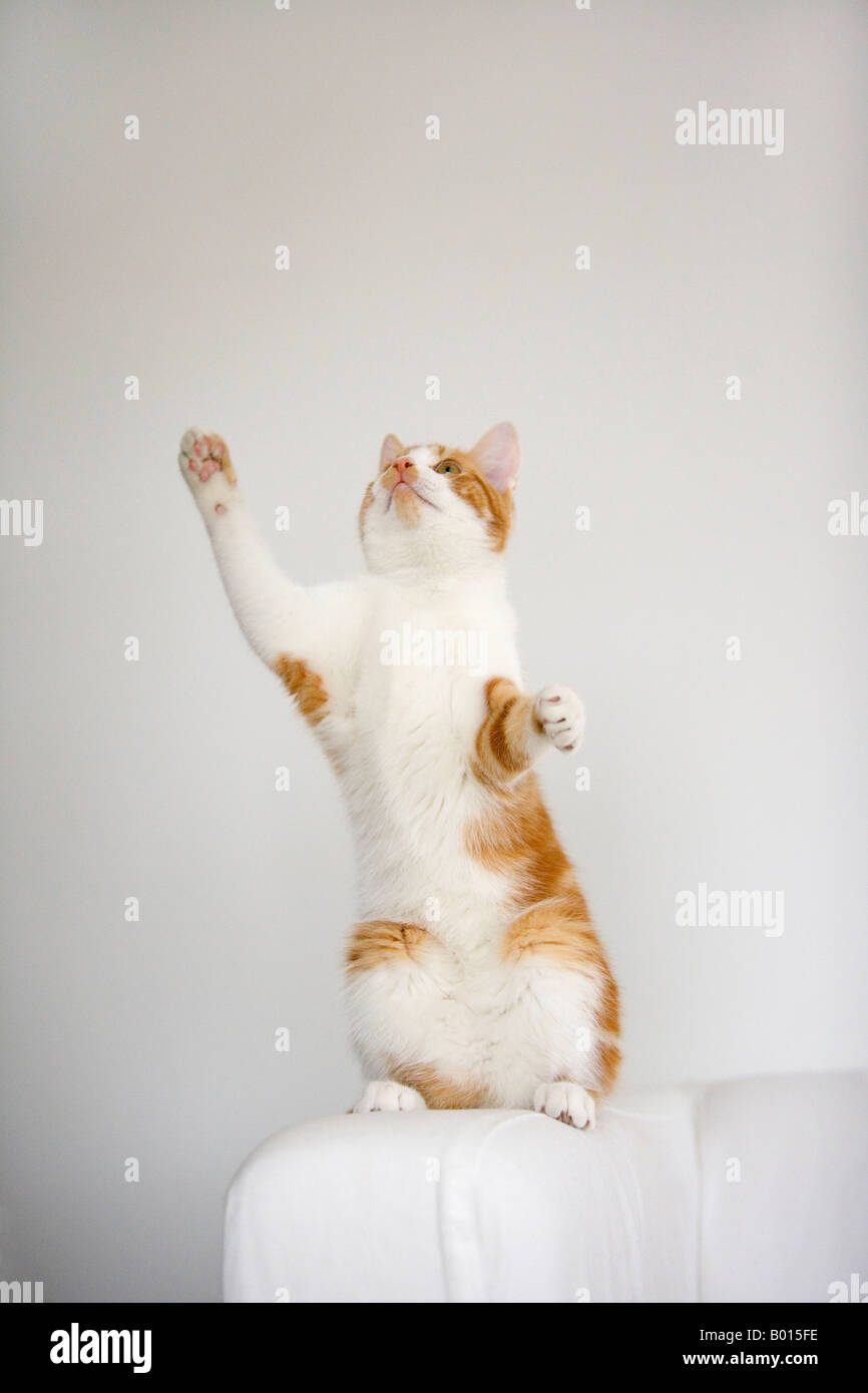 Cat on back legs hi-res stock photography and images - Alamy