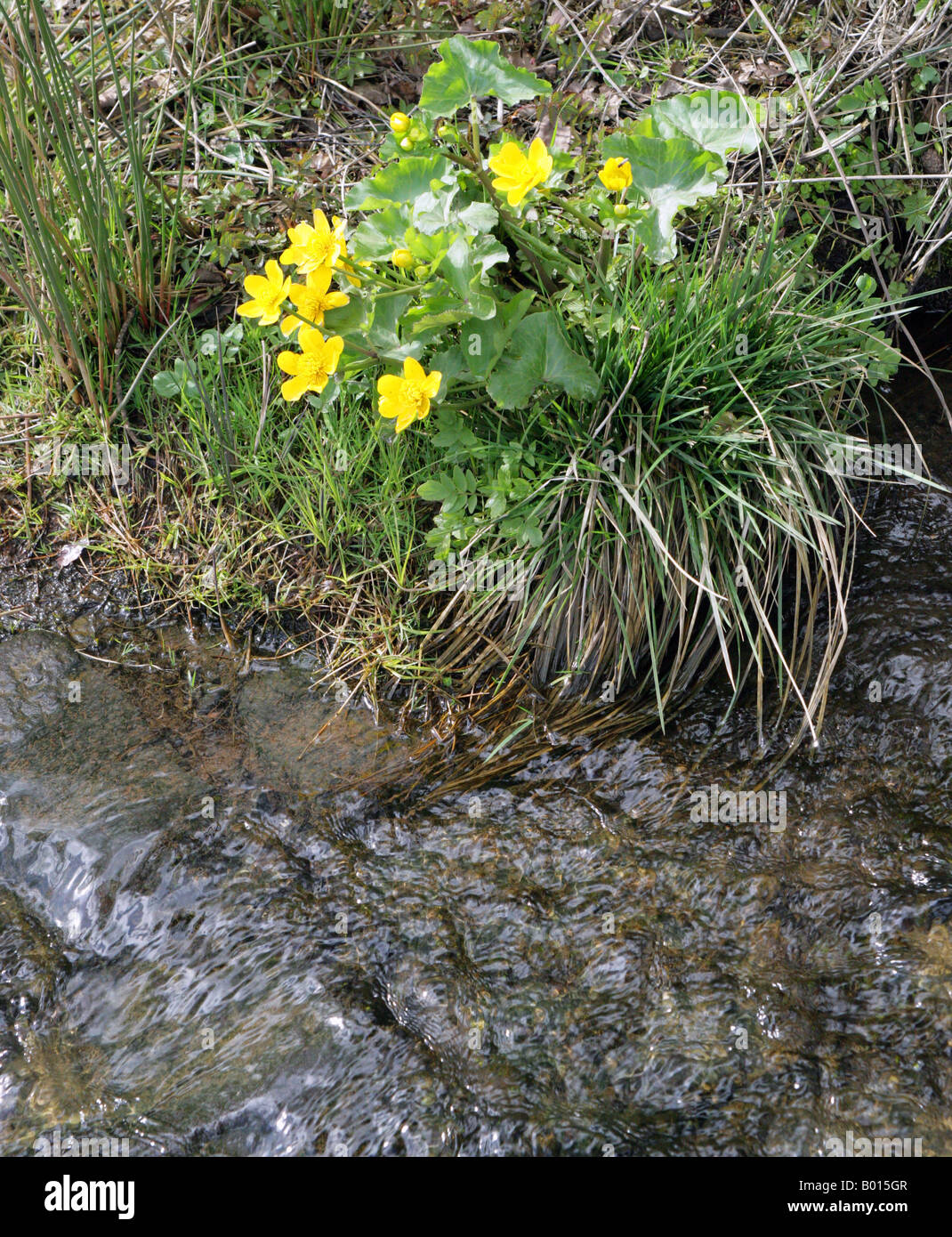 Marsh Marigold,photographed in Early Spring by water,Milngavie,Scotland ...