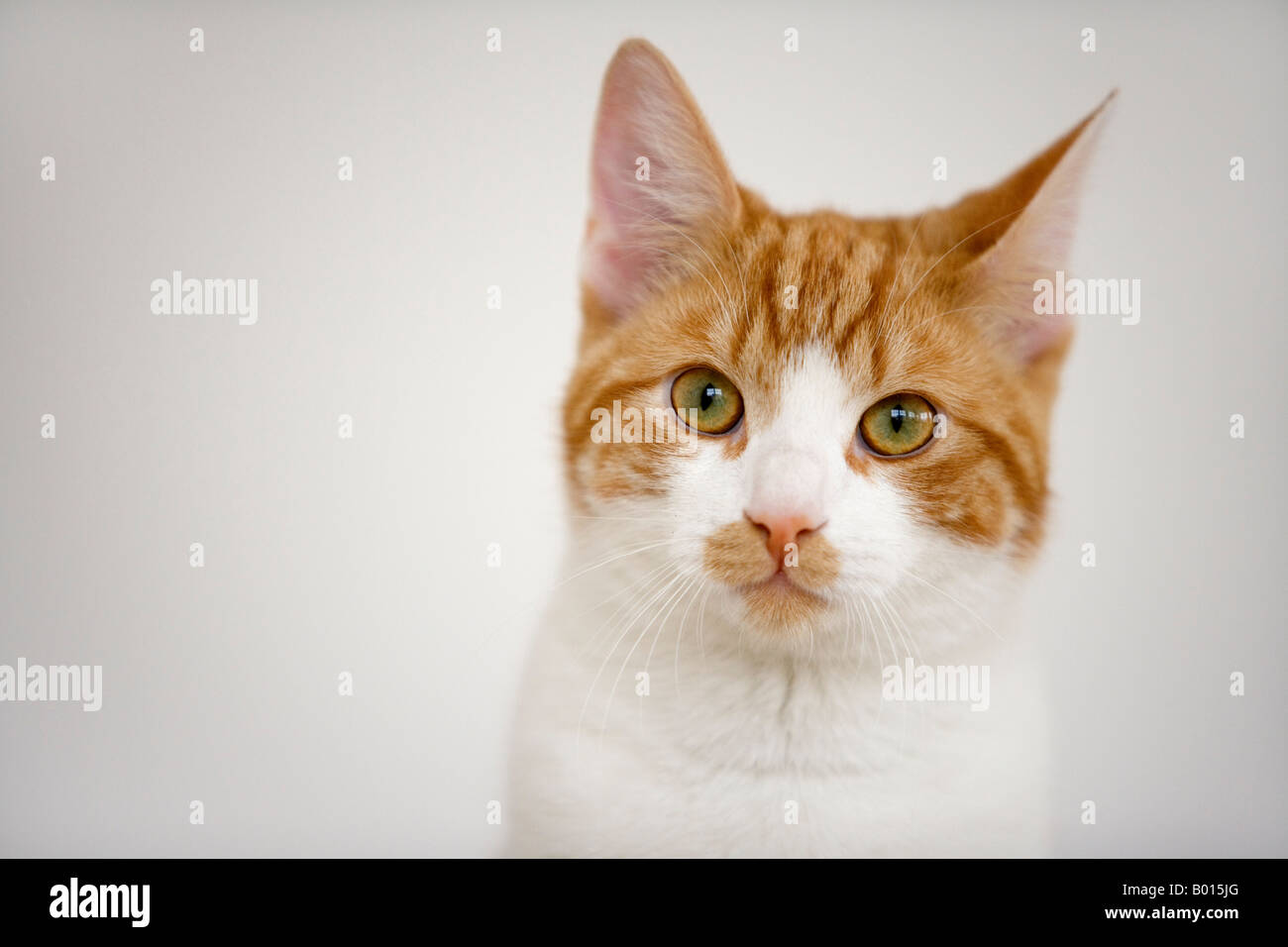Portrait of a red and white tabby cat Stock Photo - Alamy