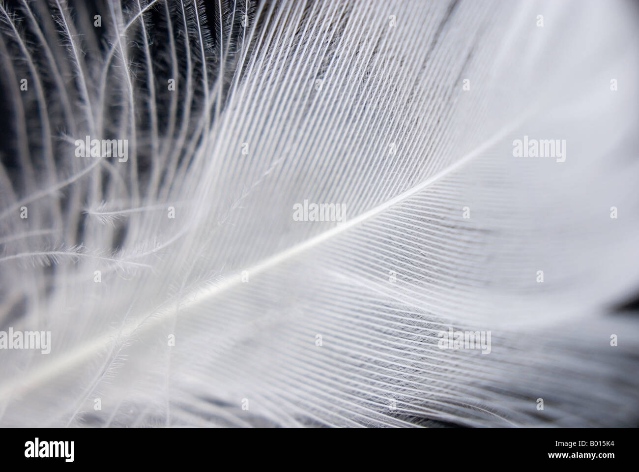 Bird's feather detail. Shallow depth of field Stock Photo - Alamy