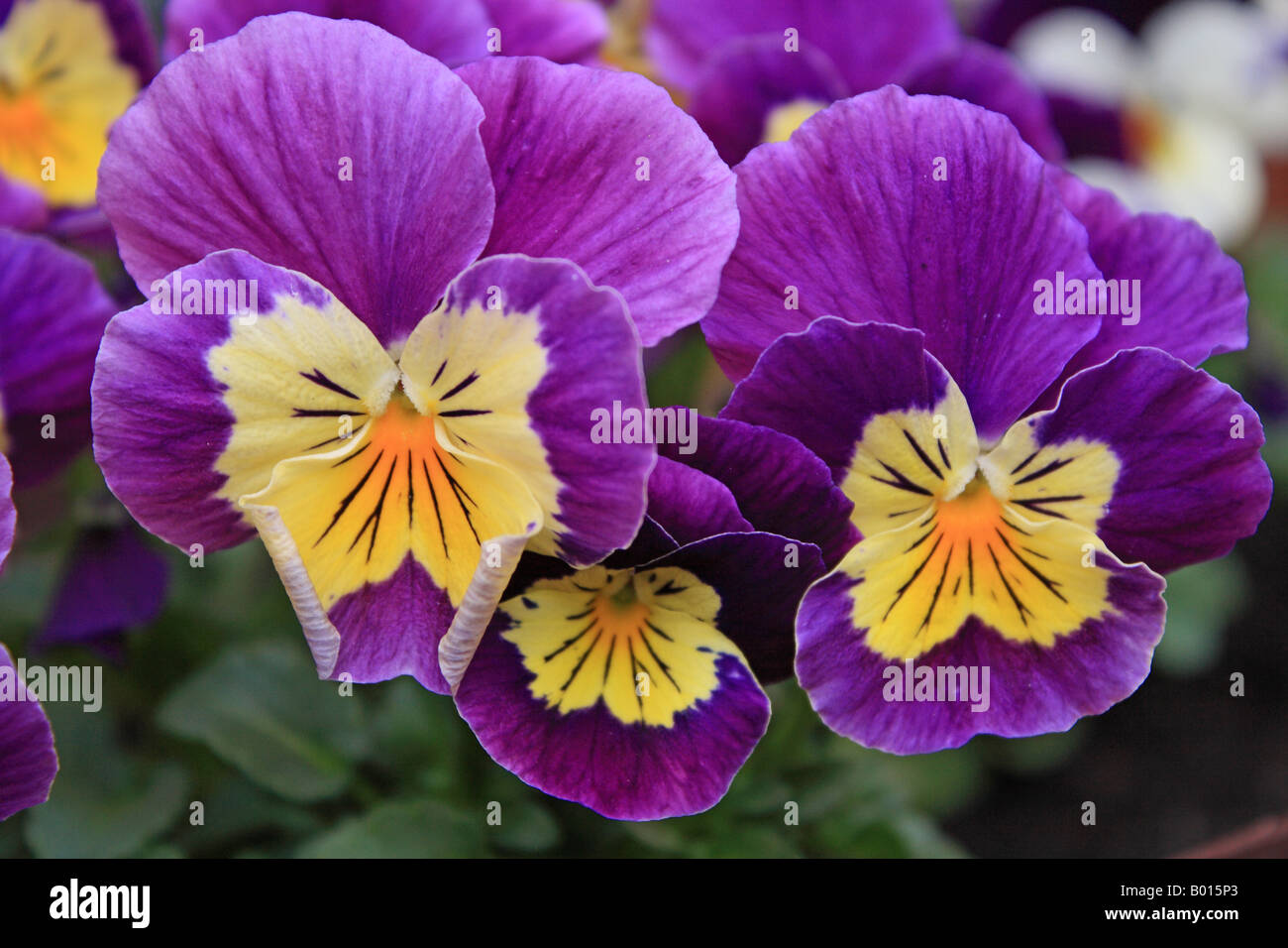 Violet viola tricolor hi-res stock photography and images - Alamy