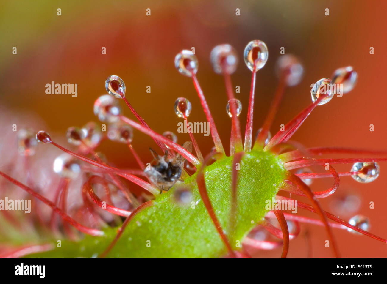 Pretty insect trap hi-res stock photography and images - Alamy