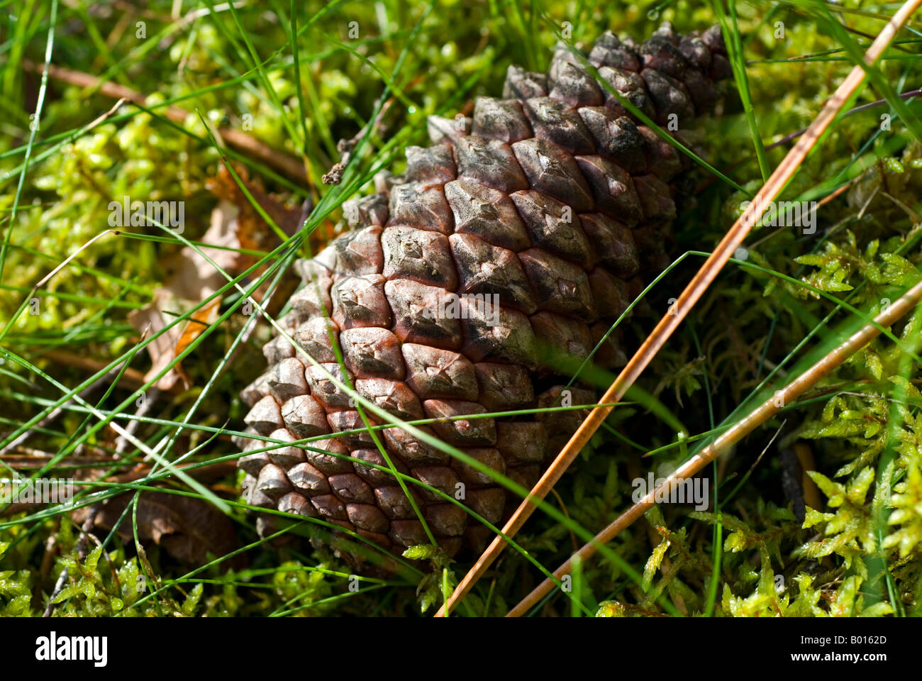 Stock photo of a Pine cone lying in the grass Stock Photo - Alamy