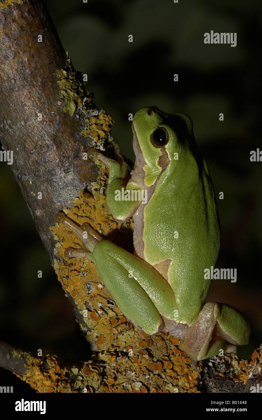 Italian Tree Frog Hyla intermedia Central Italy Stock Photo - Alamy