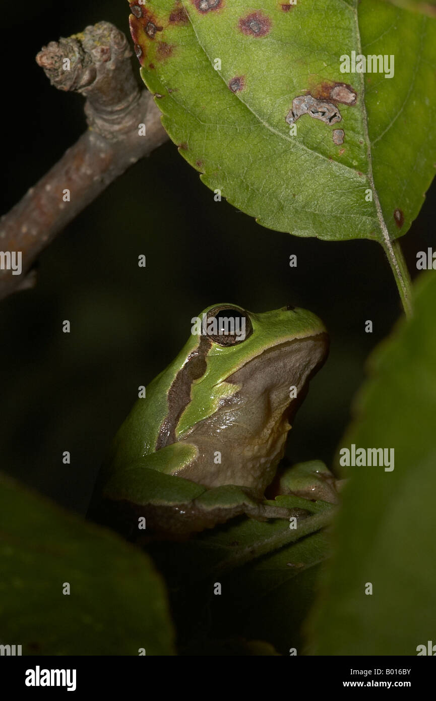 Italian Tree Frog Hyla intermedia Central Italy Stock Photo - Alamy