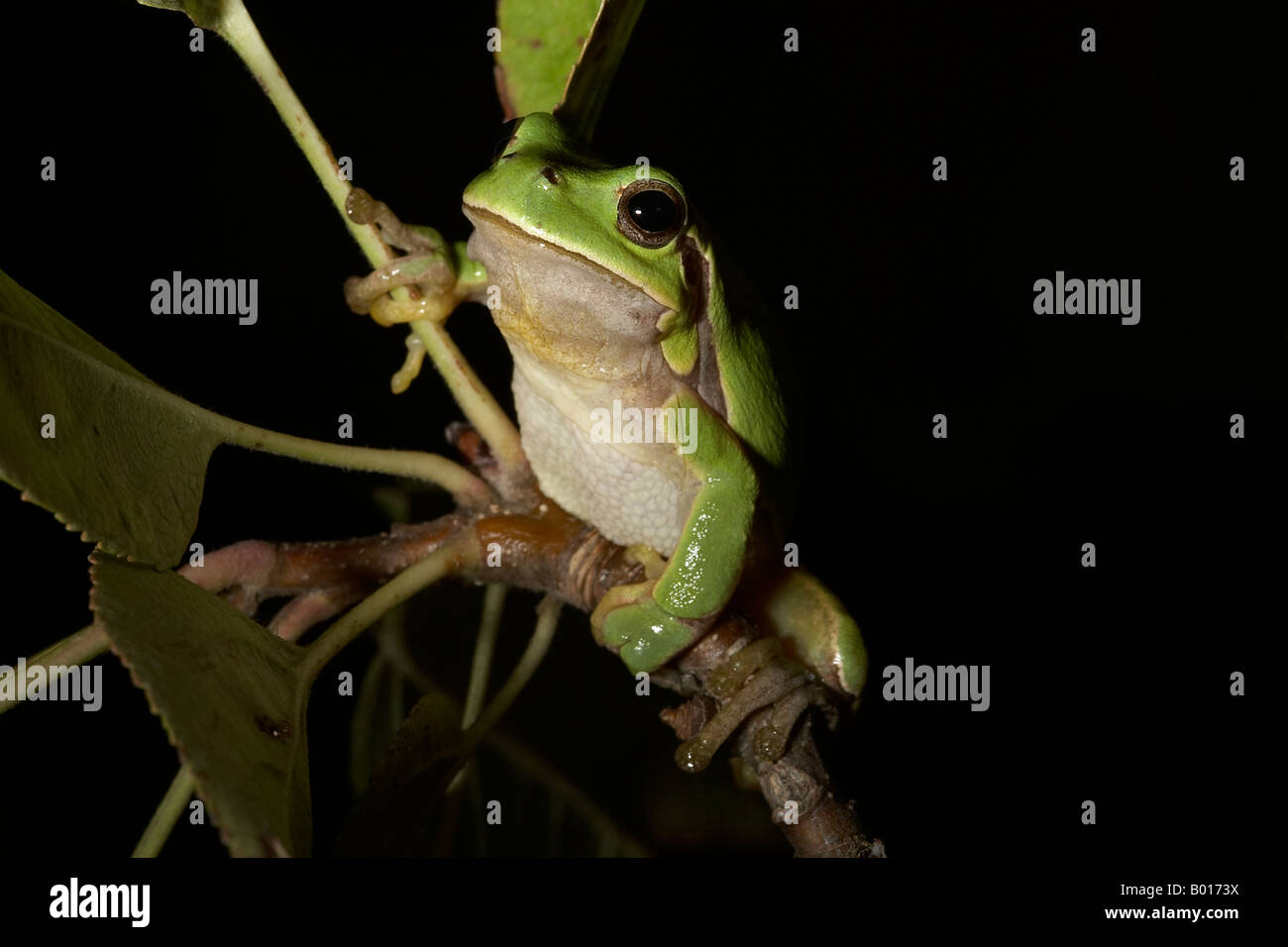 Italian Tree Frog Hyla intermedia Central Italy Stock Photo - Alamy