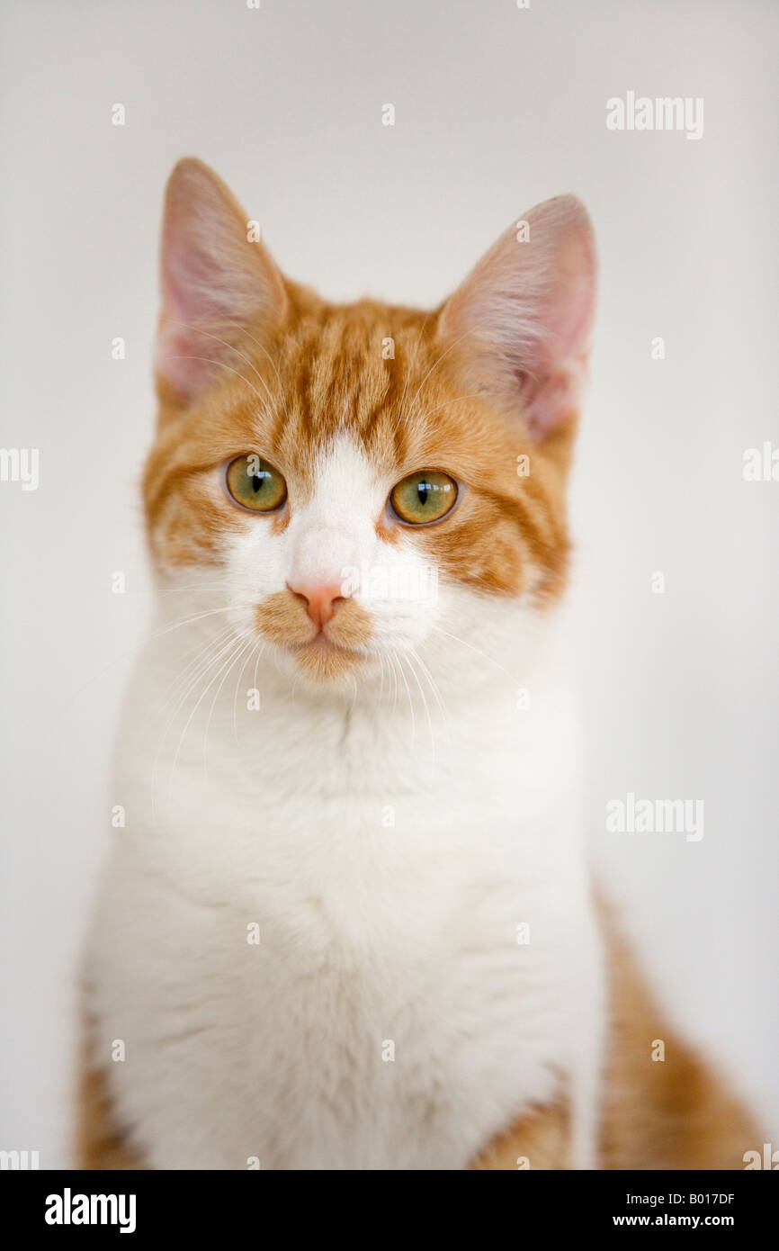 Portrait of a red and white tabby cat Stock Photo - Alamy