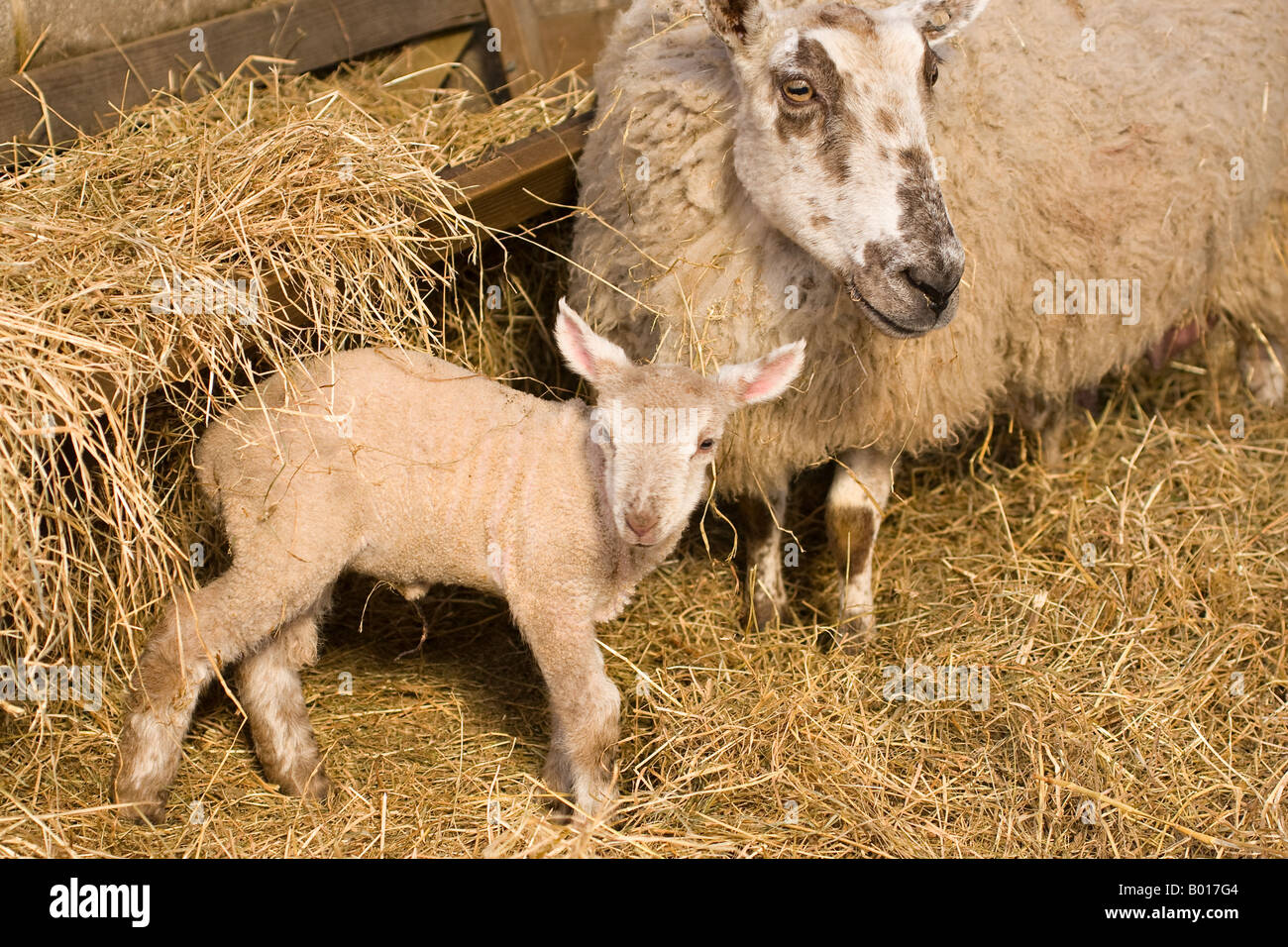 Welsh halfbred sheep hi-res stock photography and images - Alamy