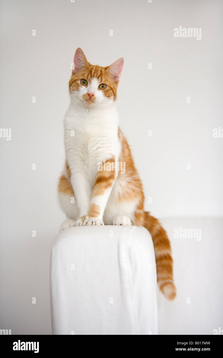 Portrait of a red and white tabby cat Stock Photo - Alamy