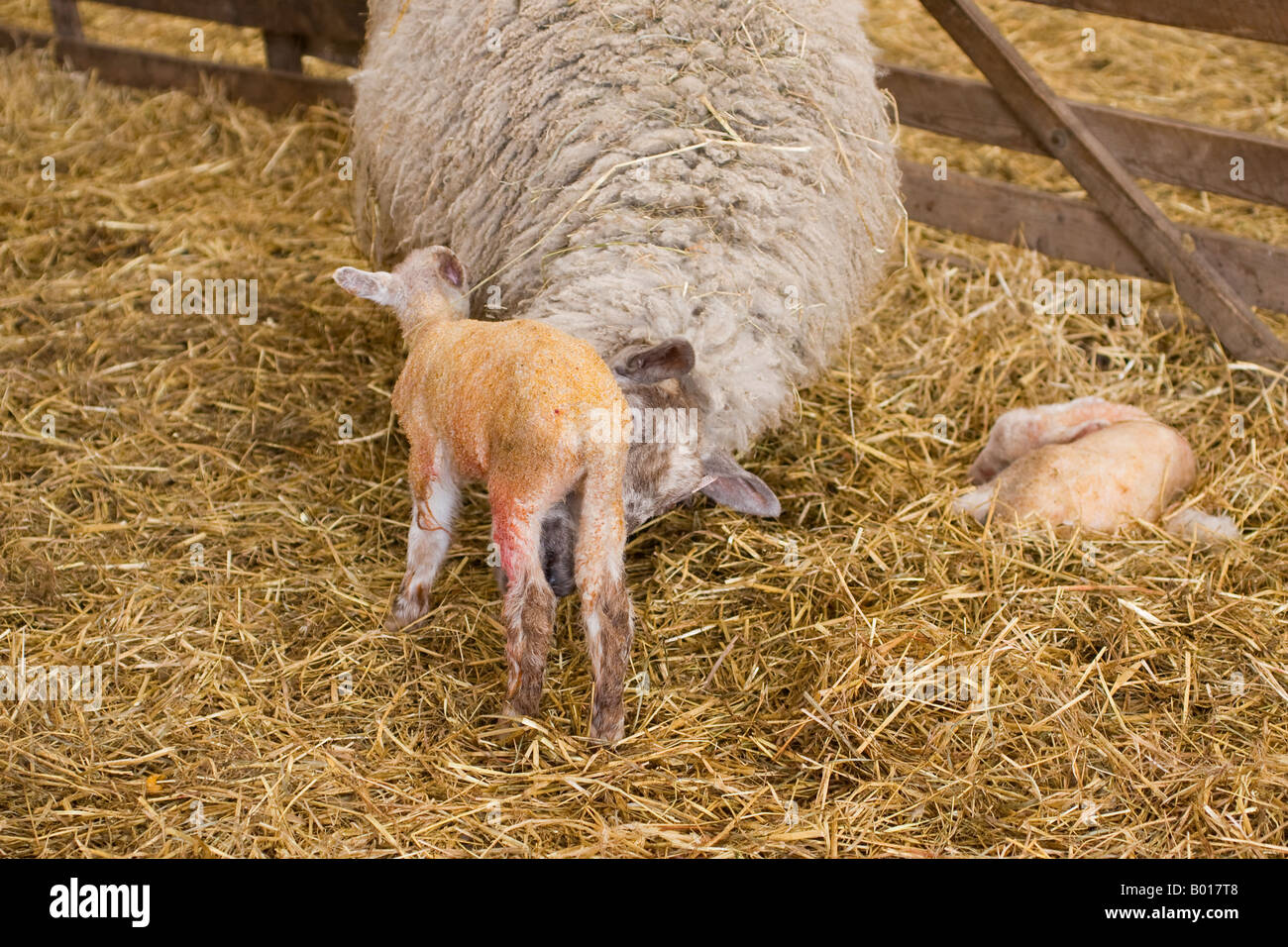 Welsh halfbred sheep hi-res stock photography and images - Alamy