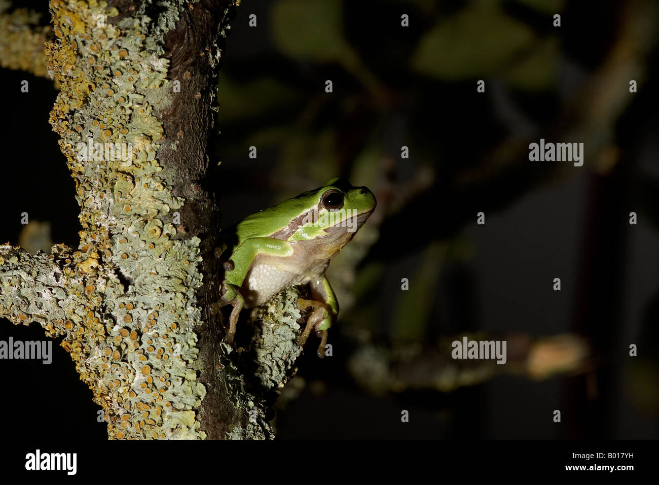 Italian Tree Frog Hyla intermedia Central Italy Stock Photo - Alamy
