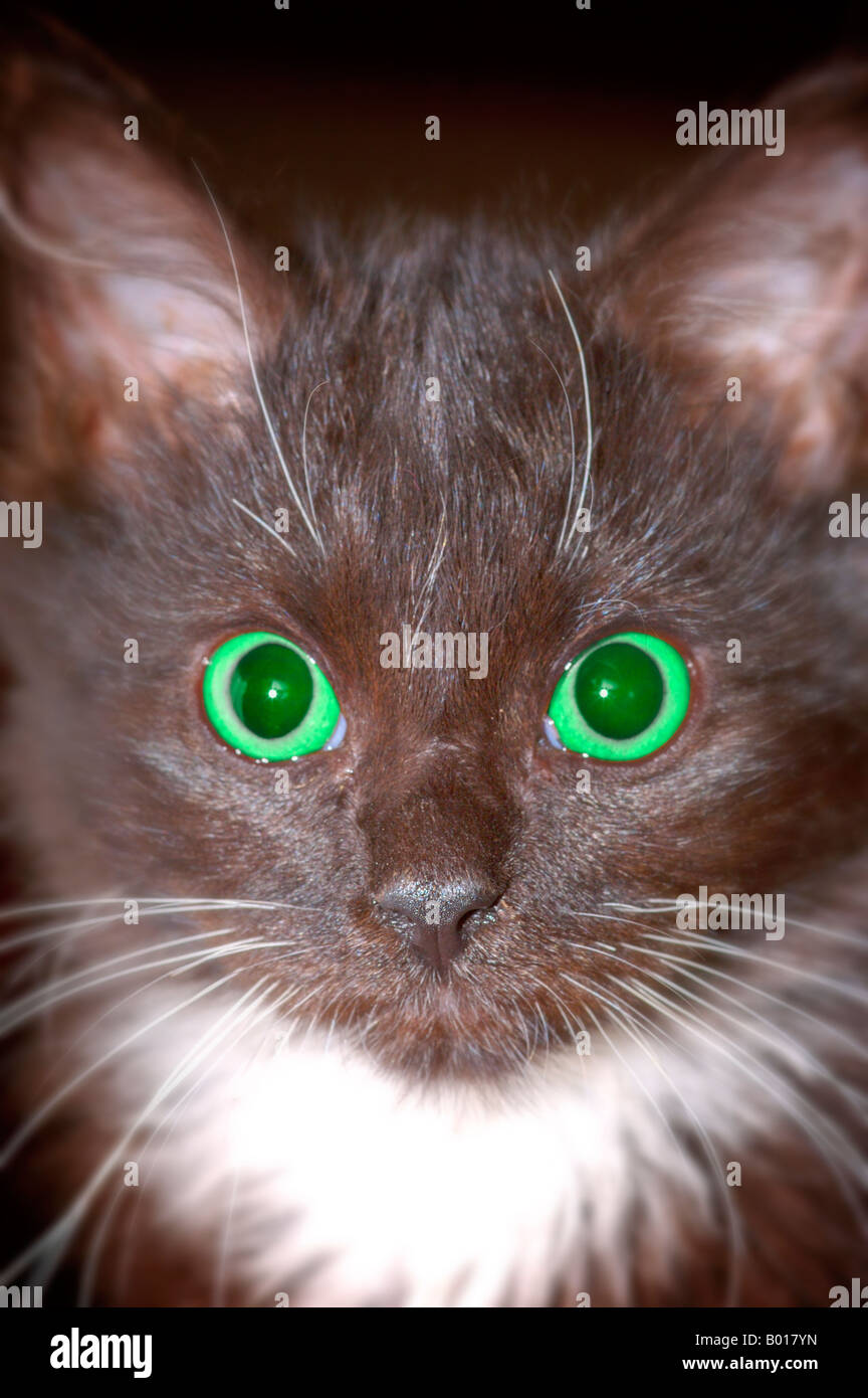 Cat with Green Eyes Stock Photo - Alamy