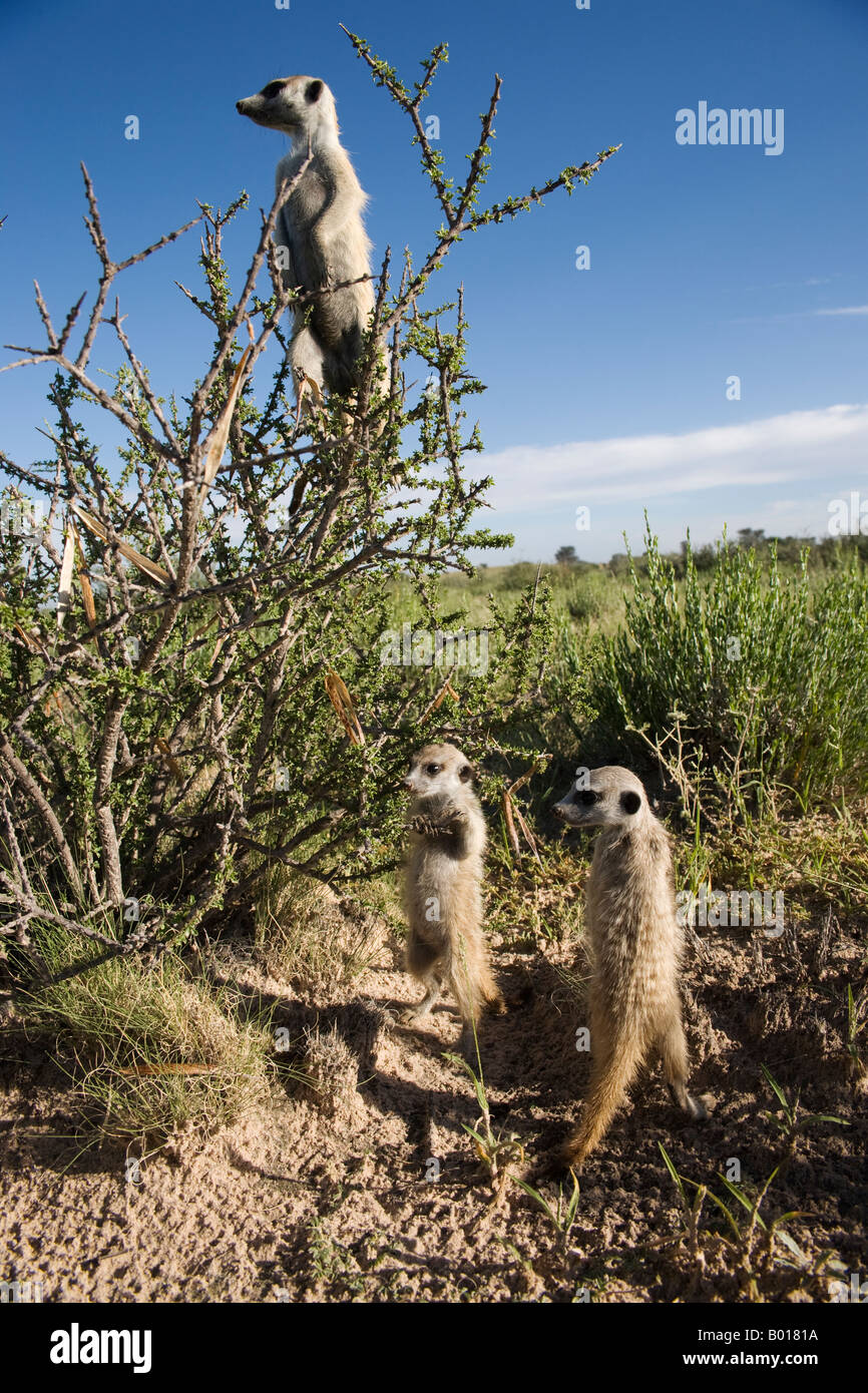 Meerkat sentinel Suricatta suricata with young Kalahari Meerkat Project ...