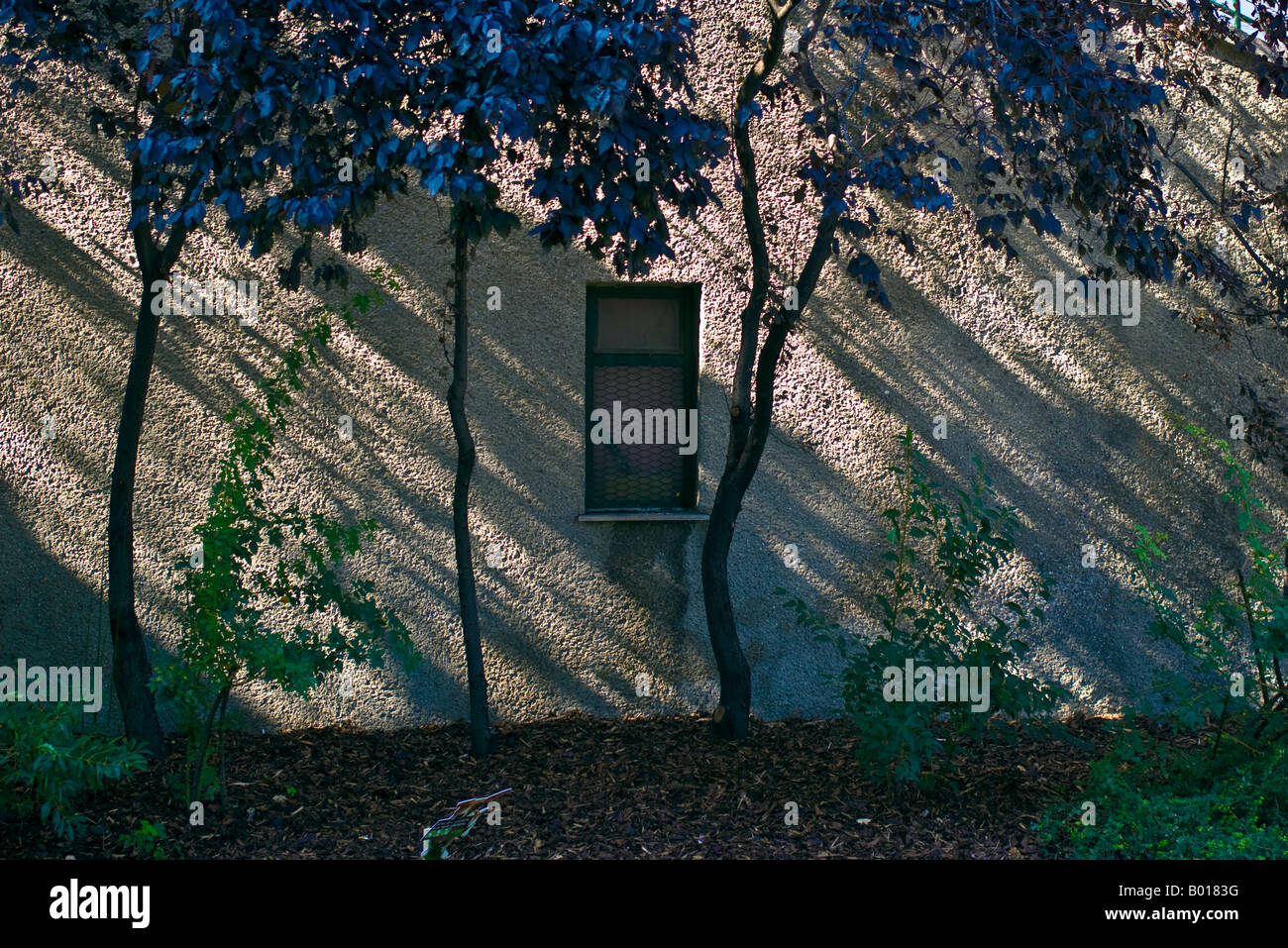 Tree shadows falling on a wall. Vienna, Austria Stock Photo - Alamy