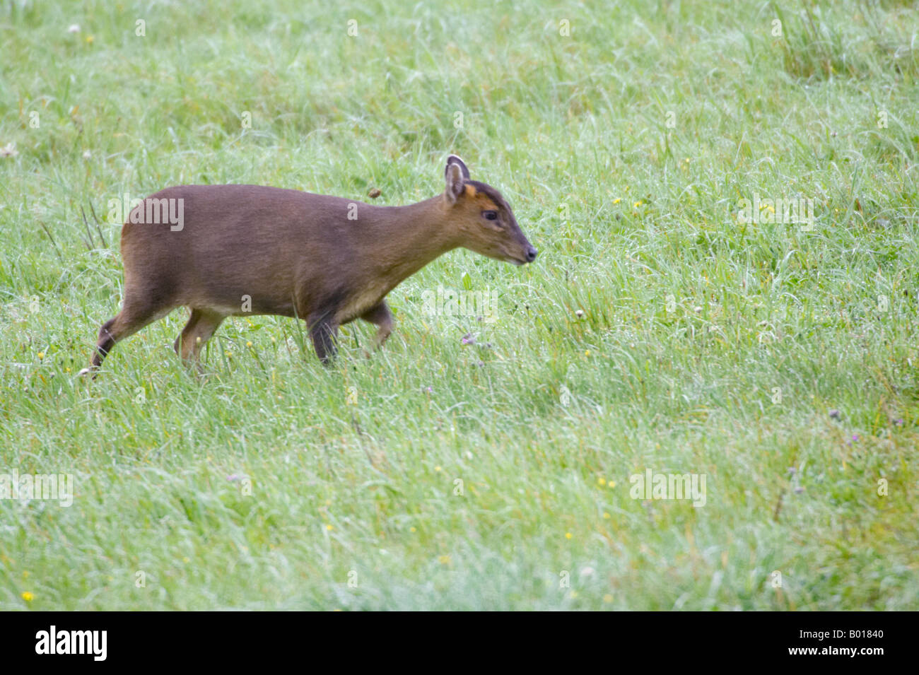 Reeves muntjac muntiacus reevesi female hi-res stock photography and ...