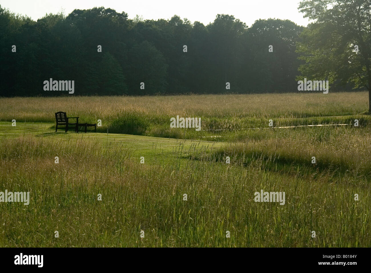 Photo of a bench in a field of tall grass Stock Photo - Alamy
