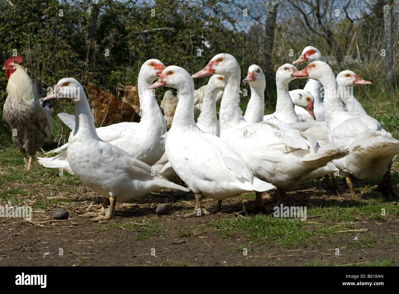 Stock photo of a team of ducks Stock Photo - Alamy