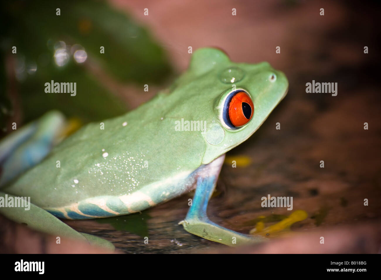Red eyed tree frog litoria chloris hi-res stock photography and images ...
