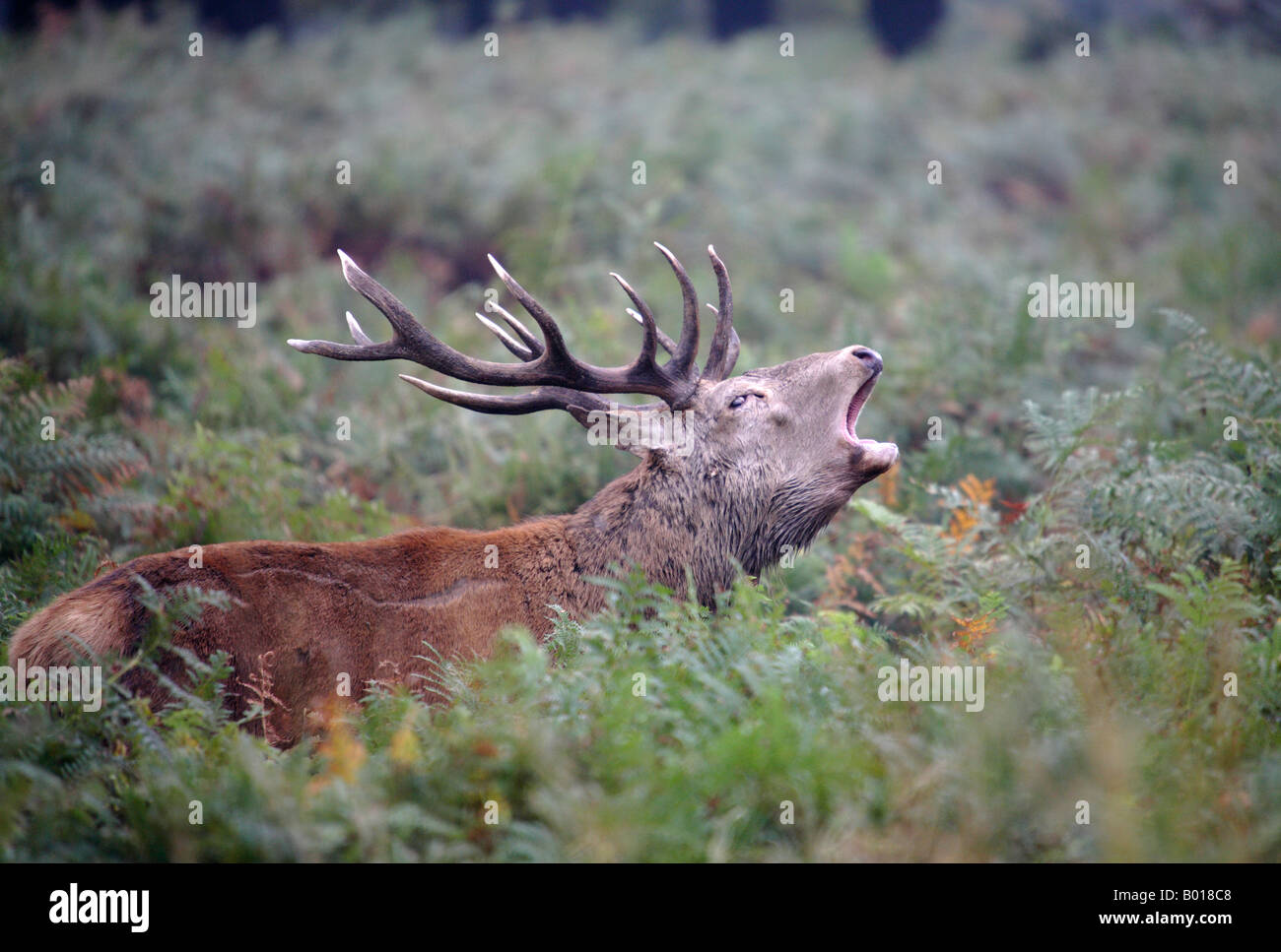 Stag rut fight hi-res stock photography and images - Alamy
