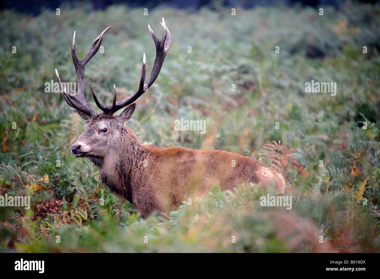 Annual rut season hi-res stock photography and images - Alamy