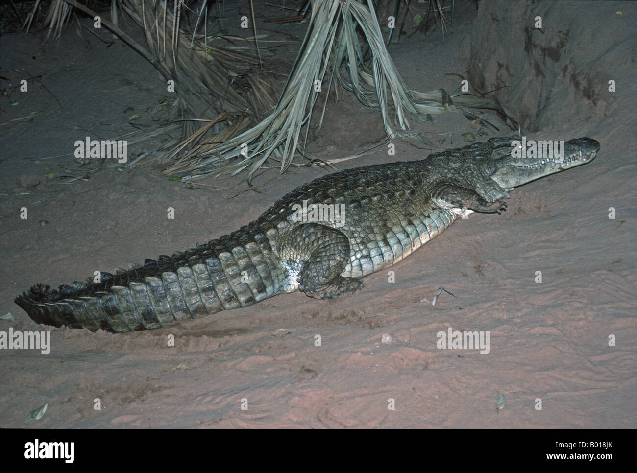 Nile crocodile at night hi-res stock photography and images - Alamy